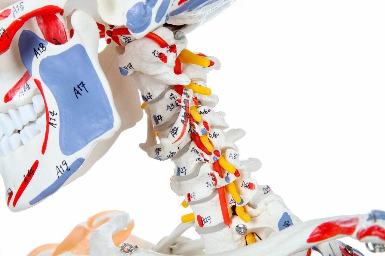 Axis Scientific Painted and Numbered Life-Size Human Skeleton Anatomy ...