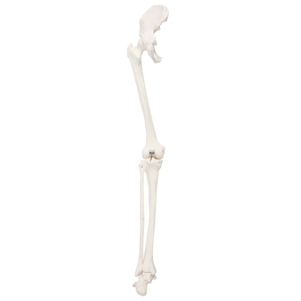 Axis Scientific Life-Size Human Leg Skeleton with Hip Joint and ...