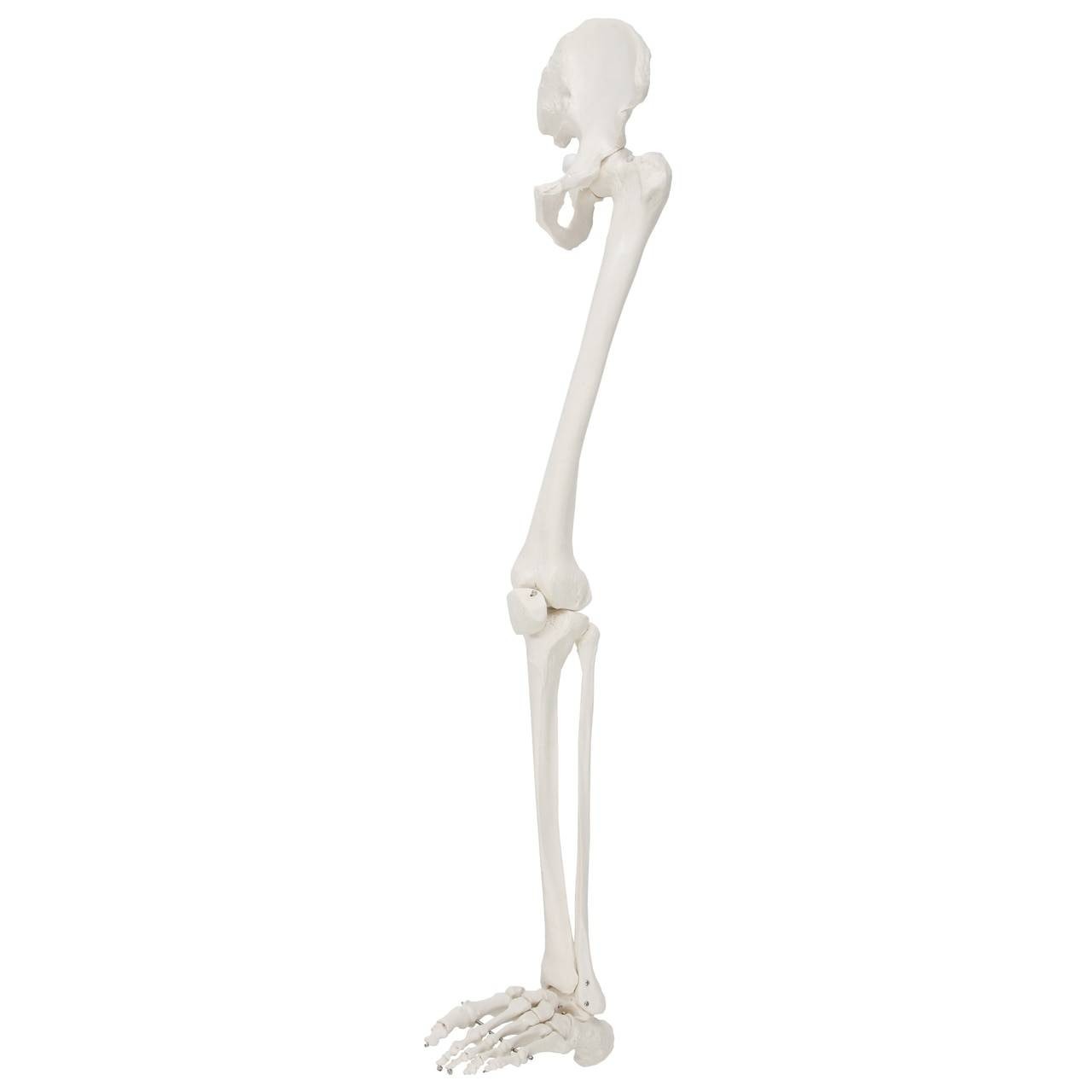 Axis Scientific Life-Size Human Leg Skeleton with Hip Joint and ...