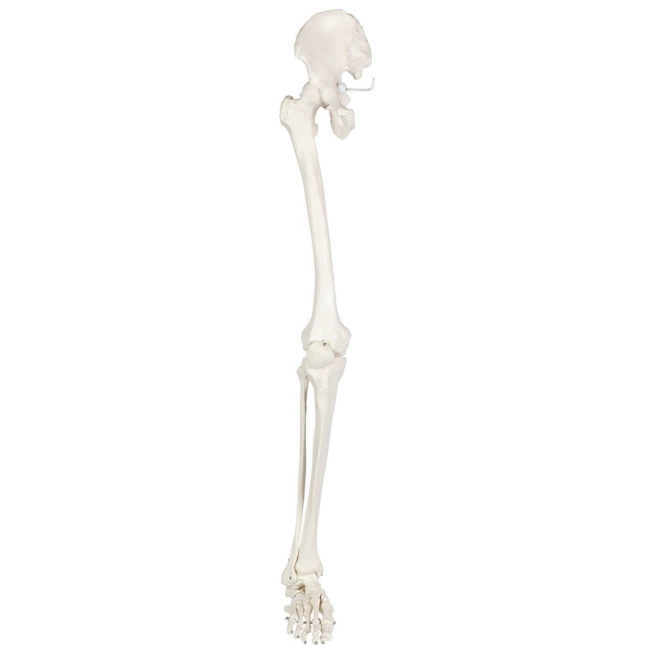 Axis Scientific Life-Size Human Leg Skeleton with Hip Joint and ...