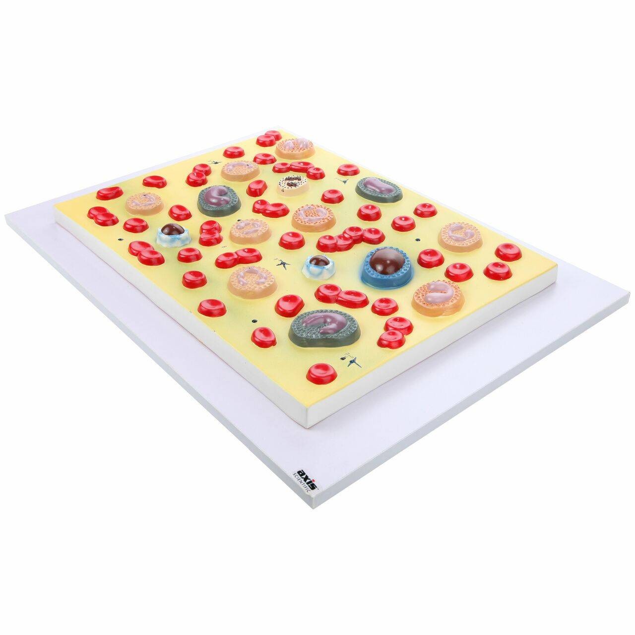 3B Scientific Neuron Cell Body Anatomy Model | Anatomy Warehouse