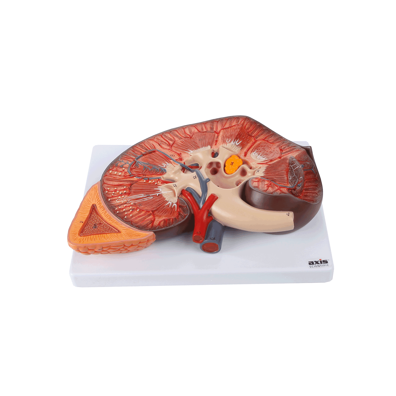 3B Scientific Life-Size Digestive System Anatomy Model 2 Parts ...