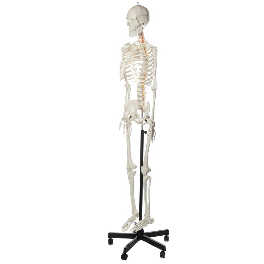 Axis Scientific Flexible Life-Size Human Skeleton Anatomy Model with ...