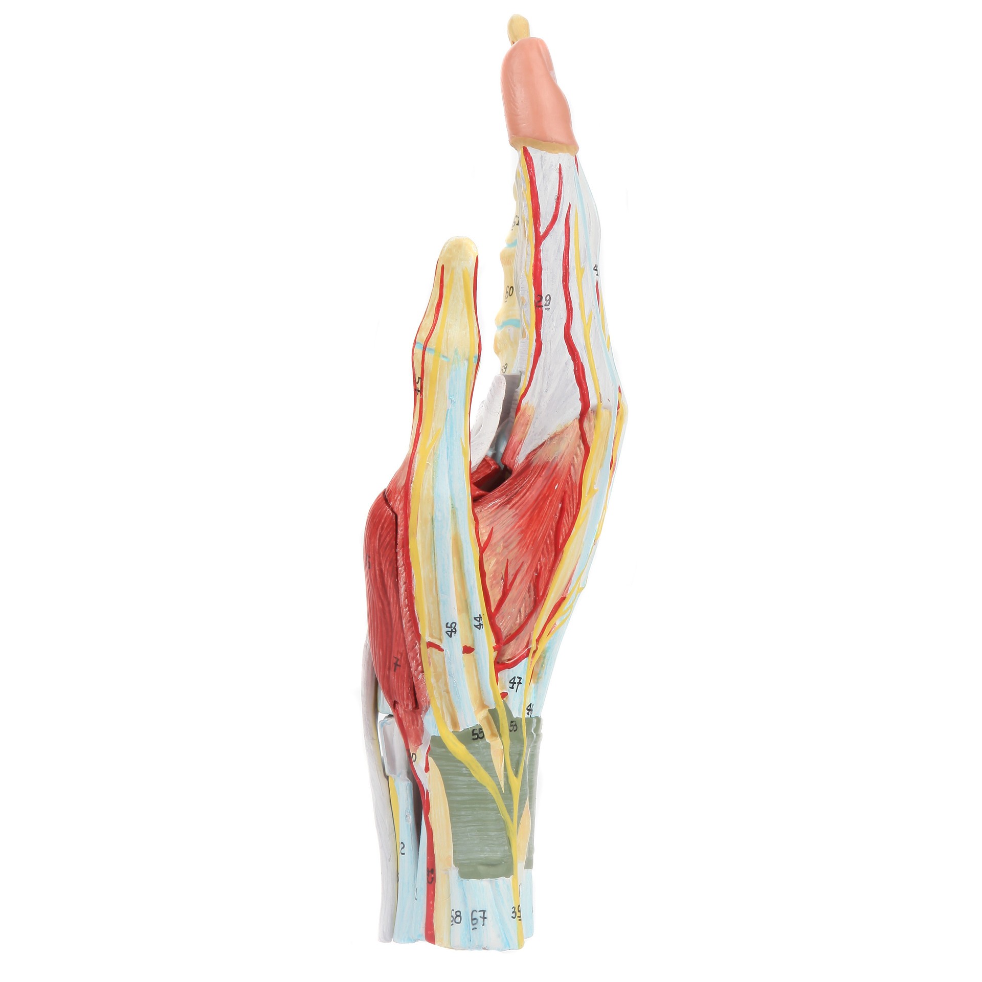 Axis Scientific 7 Part Hand with Muscles, Ligaments, Nerves and ...