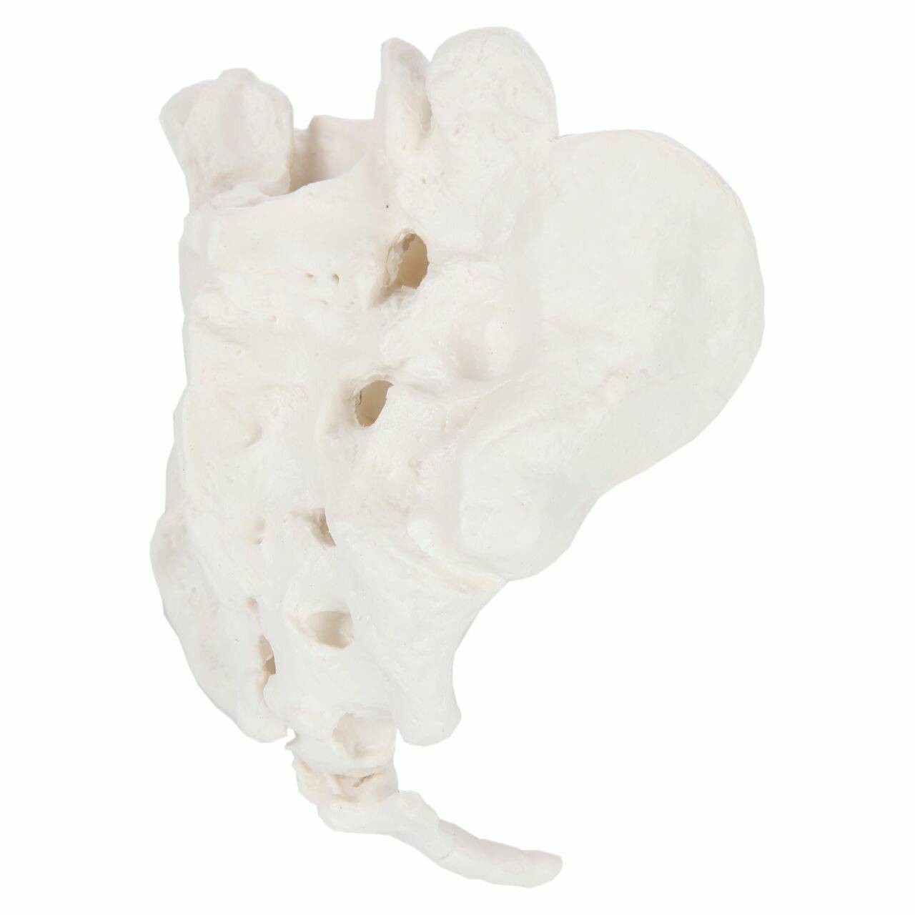 3B Scientific Human Sacrum and Coccyx Anatomy Model | Anatomy Warehouse
