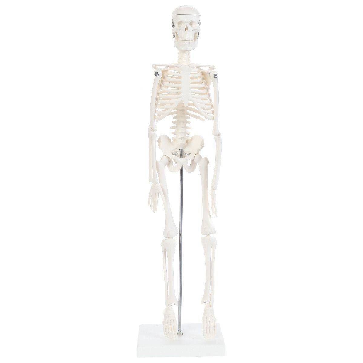 Skeletal System Anatomy Models for Education and Medical Study ...
