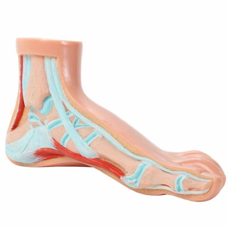Axis Scientific Set of 3 Feet - Flat Foot, Arched Foot and Normal Foot ...