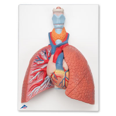 Axis Scientific 7-Part Human Lung and Respiratory System (3/4 Life-Size ...