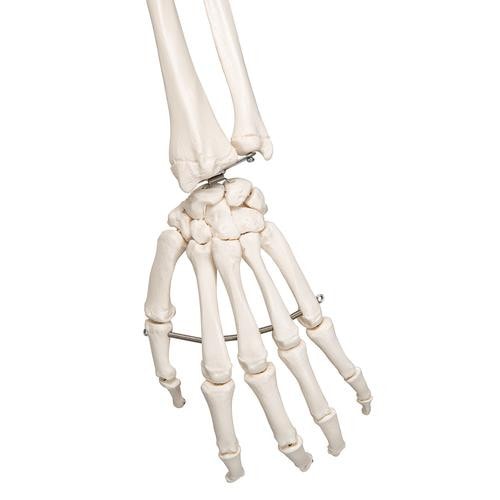 3B Scientific Classic Stan Human Skeleton Anatomy Model | Anatomy Warehouse