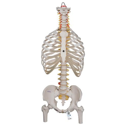 3B Scientific Classic Flexible Spine Anatomy Model With Ribs and Femur ...