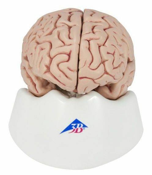 3B Scientific Human Brain Anatomy Model | Anatomy Warehouse