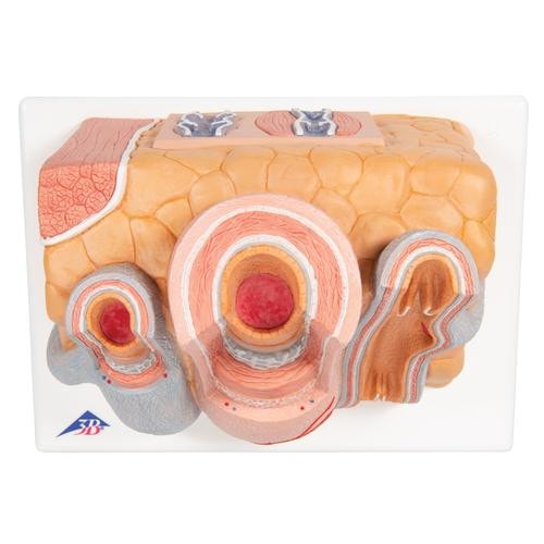 3B Scientific Microanatomy Artery & Vein Anatomy Model | Anatomy Warehouse