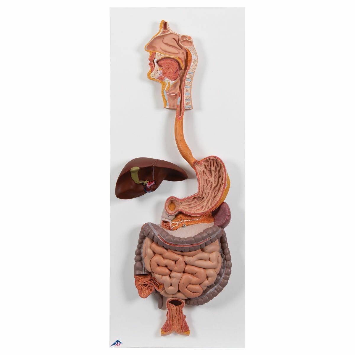 3B Scientific Life-Size Digestive System Anatomy Model 2 Parts ...