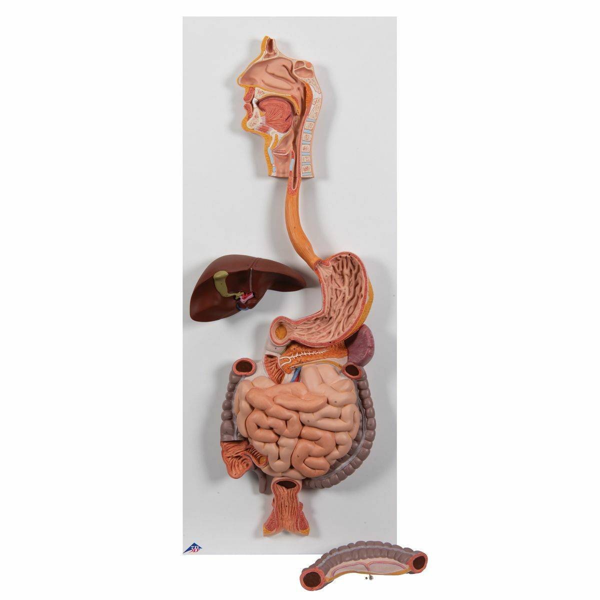 3B Scientific Life-Size Digestive System Anatomy Model 2 Parts ...