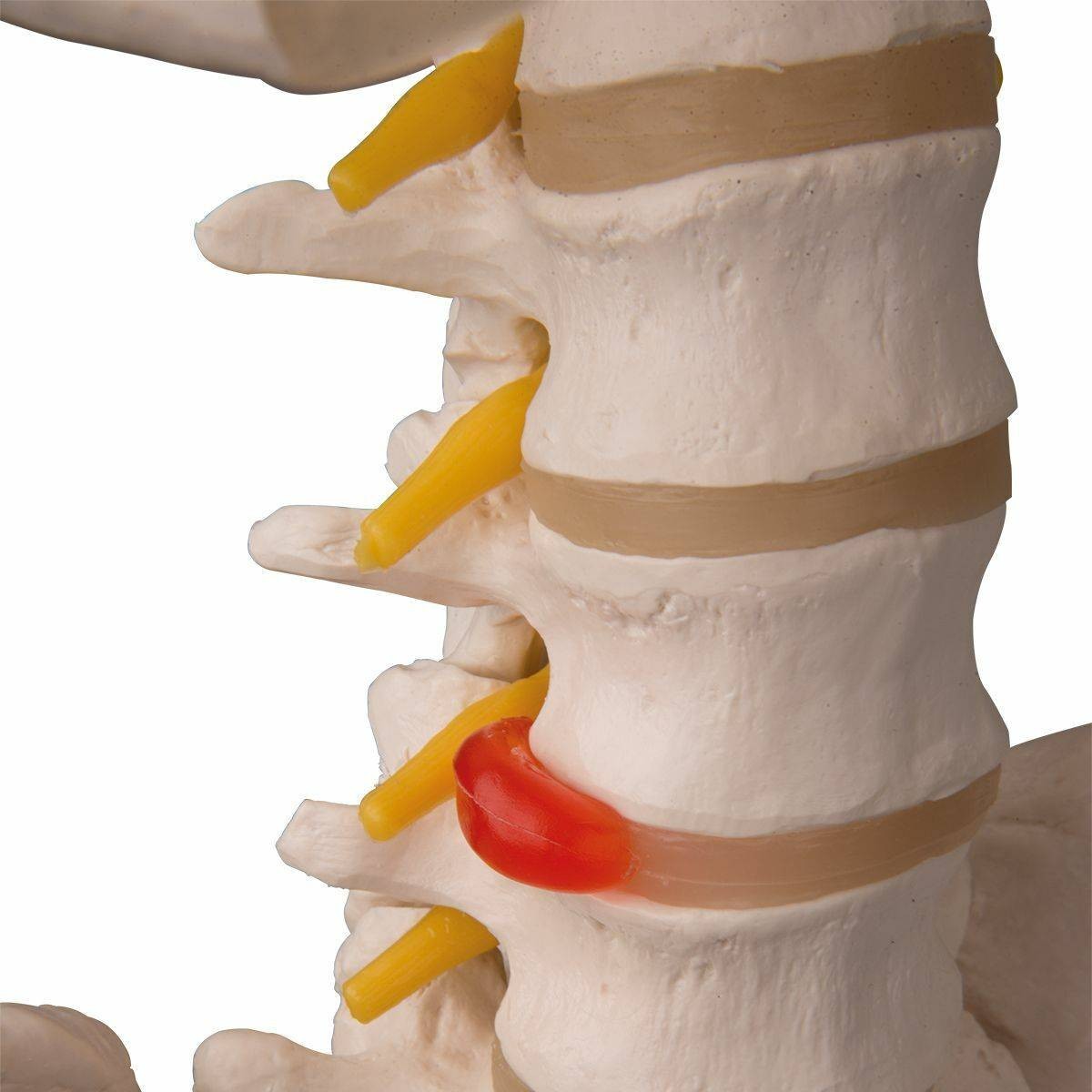 3B Scientific Fred The Flexible Skeleton Anatomy Model | Anatomy Warehouse