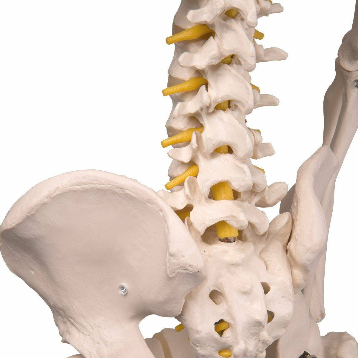 3B Scientific Fred The Flexible Skeleton Anatomy Model | Anatomy Warehouse