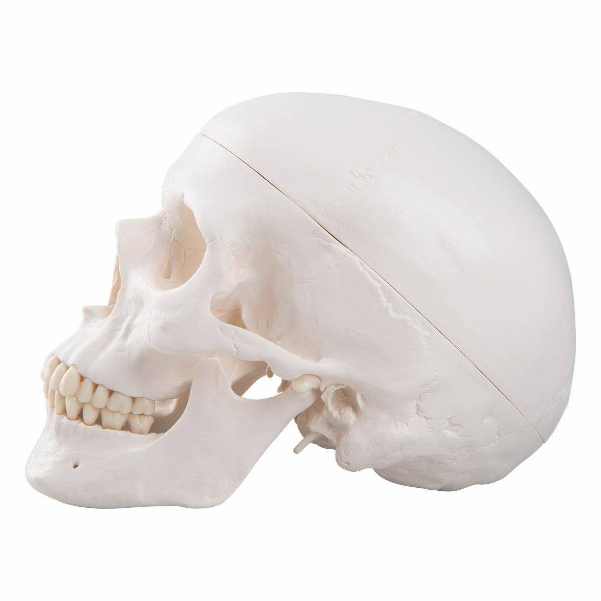 3B Scientific Classic Human Skull Anatomy Model (3 Parts) | Anatomy ...