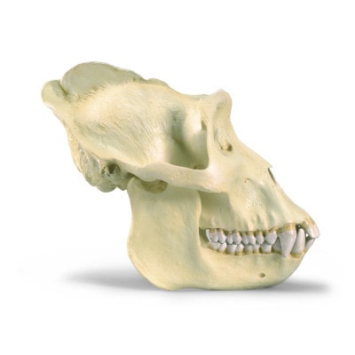 3B Scientific Male Gorilla Skull Anatomy Model (2 Parts) | Anatomy ...