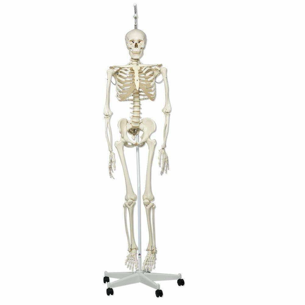 3B Scientific Physiological Skeleton Model - Phil | Anatomy Warehouse