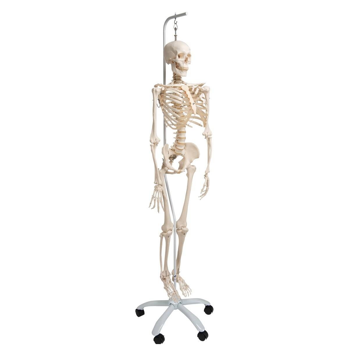 3B Scientific Physiological Skeleton Model - Phil | Anatomy Warehouse