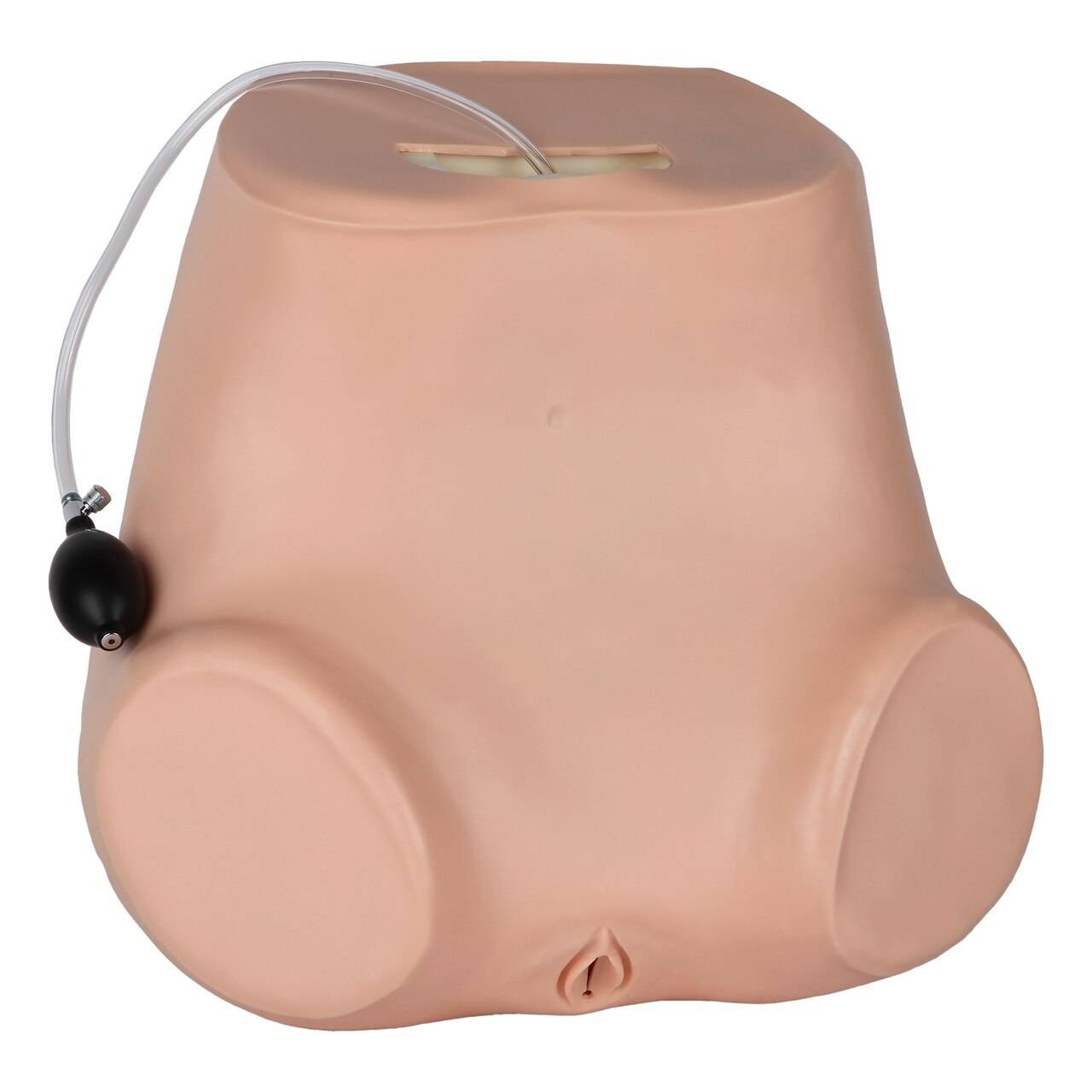 3B Scientific Model for Gynecological Patient Education | Anatomy Warehouse