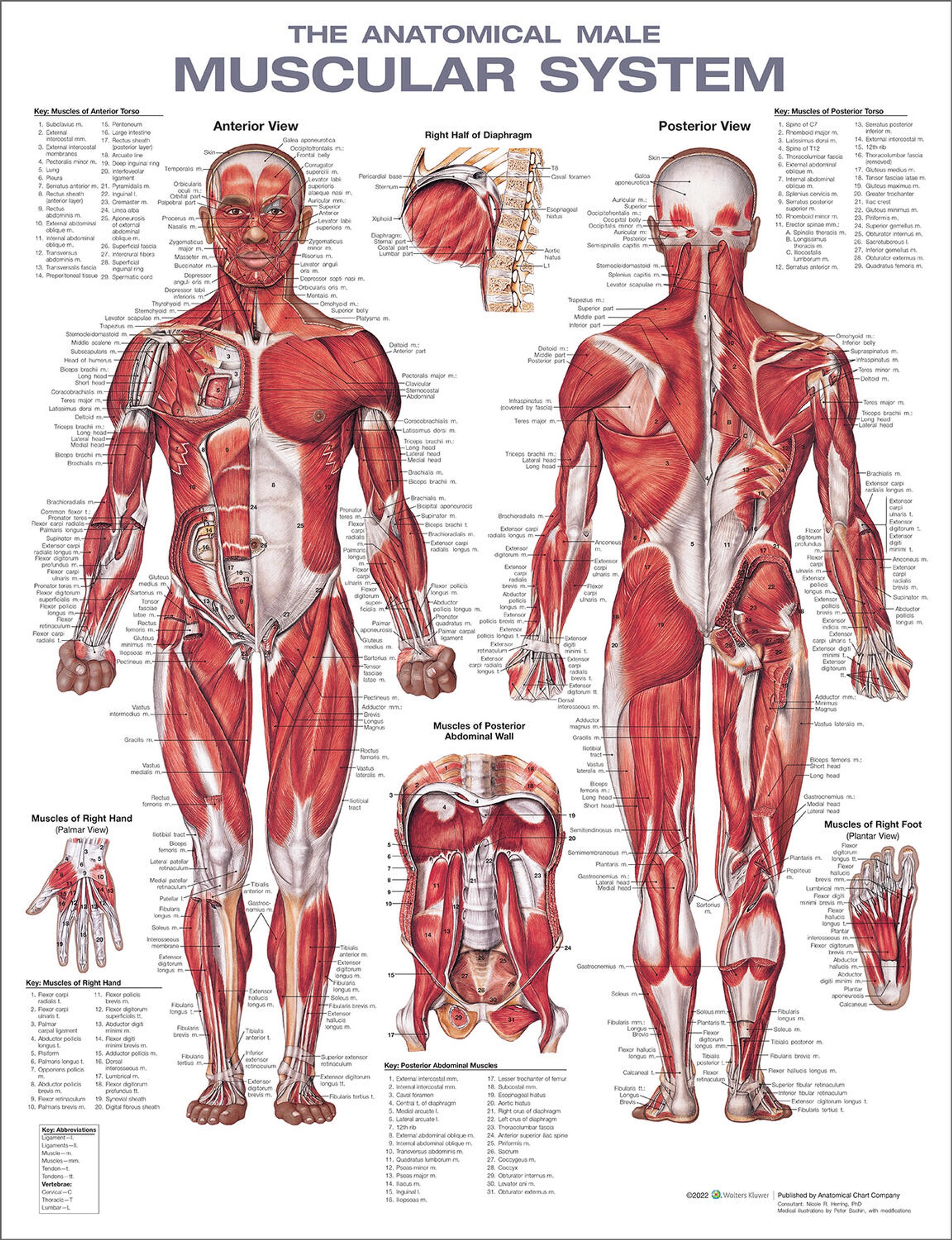 Anatomical Chart Company The Muscular System Anatomical Chart | Anatomy ...