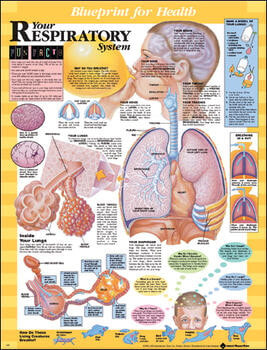 Anatomical Chart Company The Respiratory System Laminated Anatomical ...