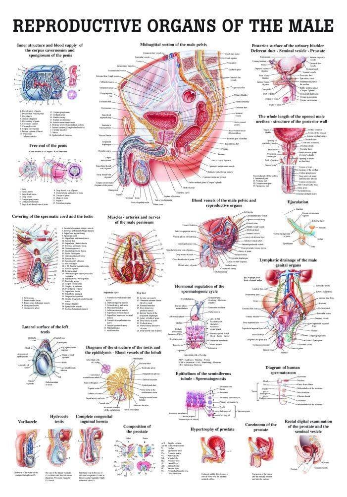 Rudiger Anatomie Male Genital Organs Laminated Anatomy Chart | Anatomy ...