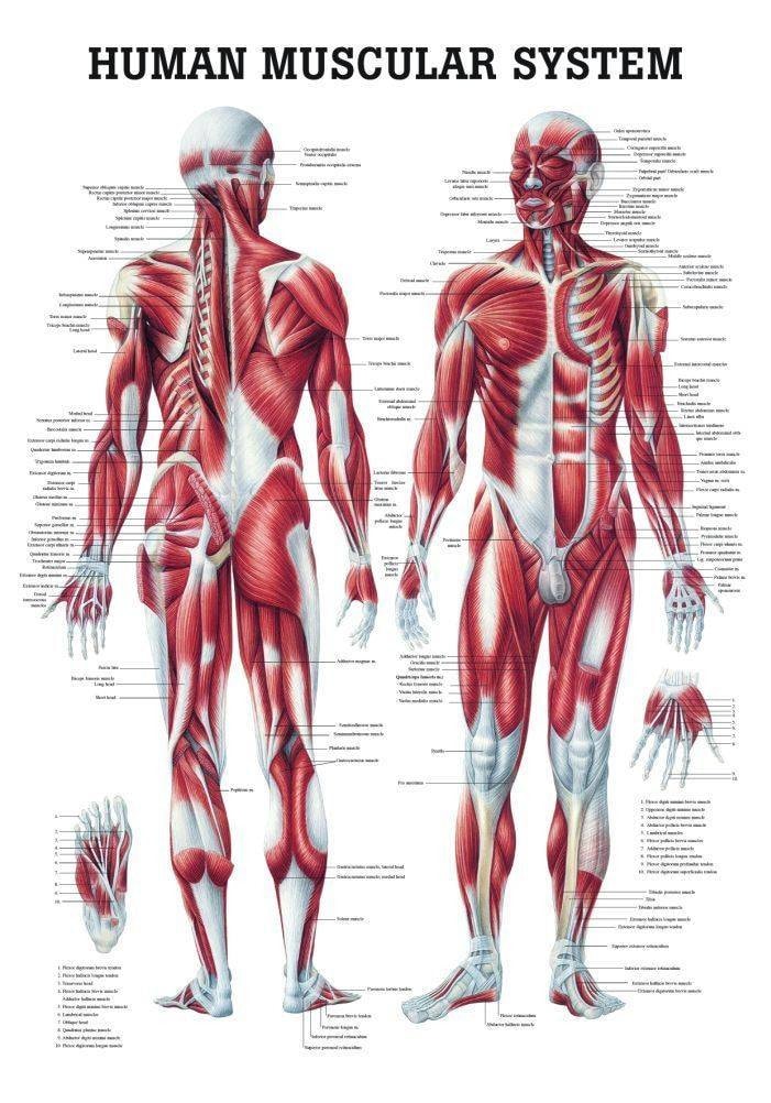 See Our Selection of Muscular System Anatomy Charts | Anatomy Warehouse