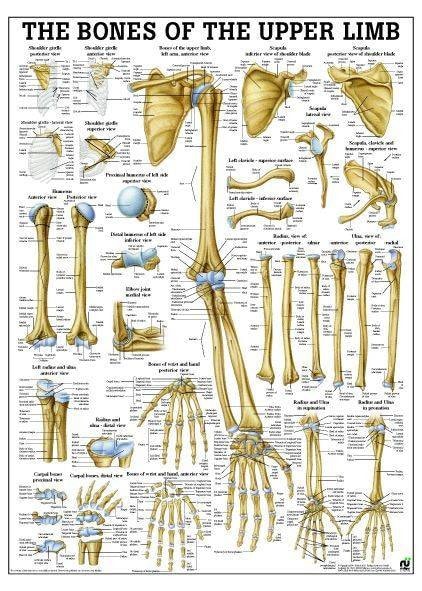 Anatomy Warehouse Body Parts of the Upper & Lower Limbs - Arm Charts