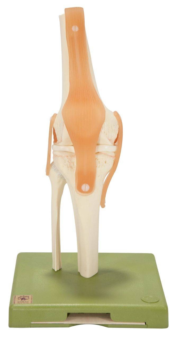 SOMSO Functional Model of the Knee Joint | Anatomy Warehouse