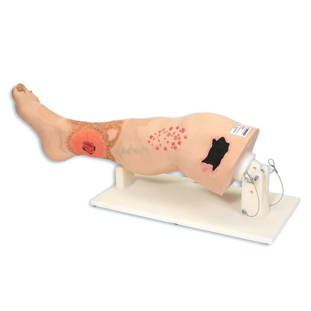 VATA Annie Arterial Insufficiency Leg Model | Anatomy Warehouse
