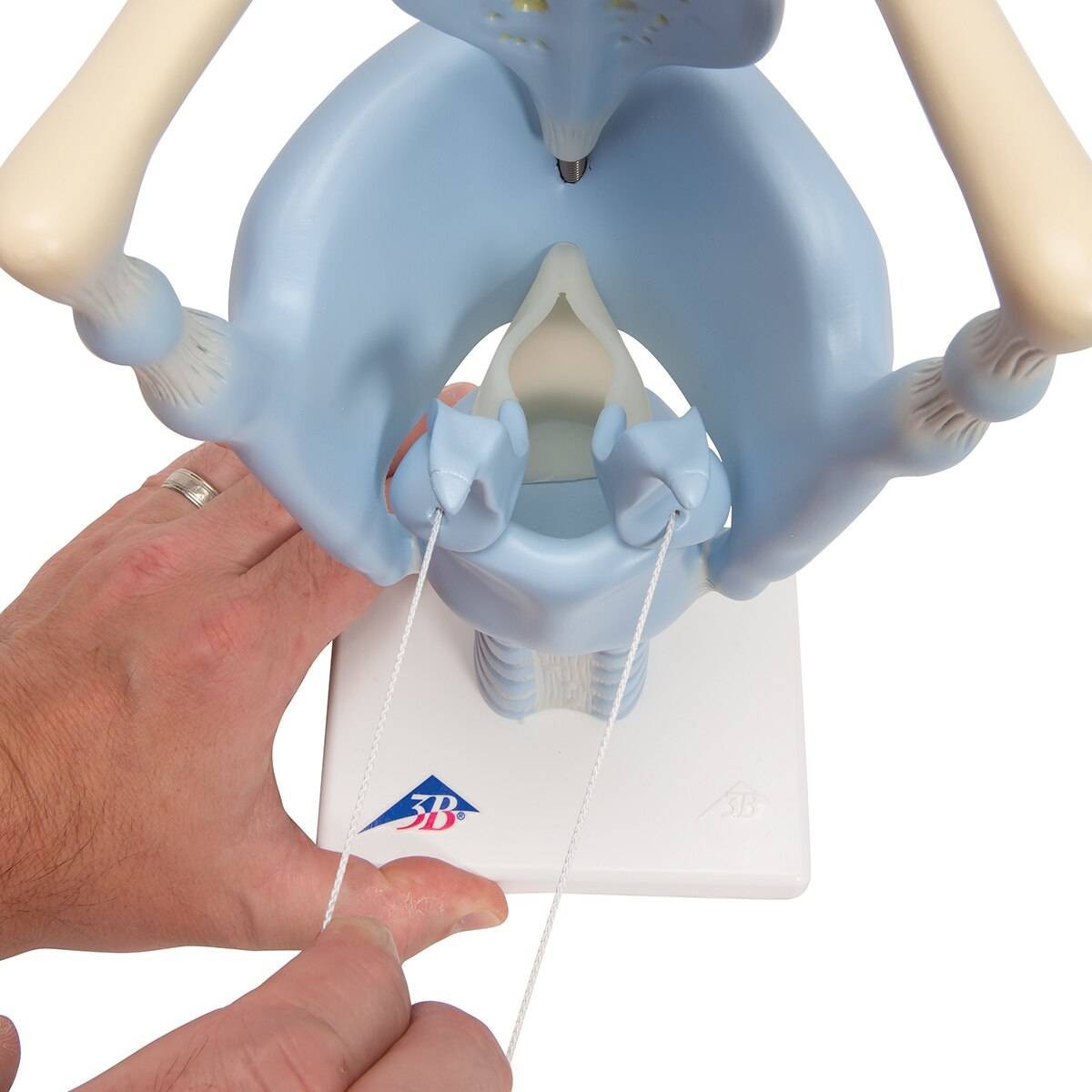 3B Scientific 3x Life Size Functional Human Larynx Anatomy Model ...