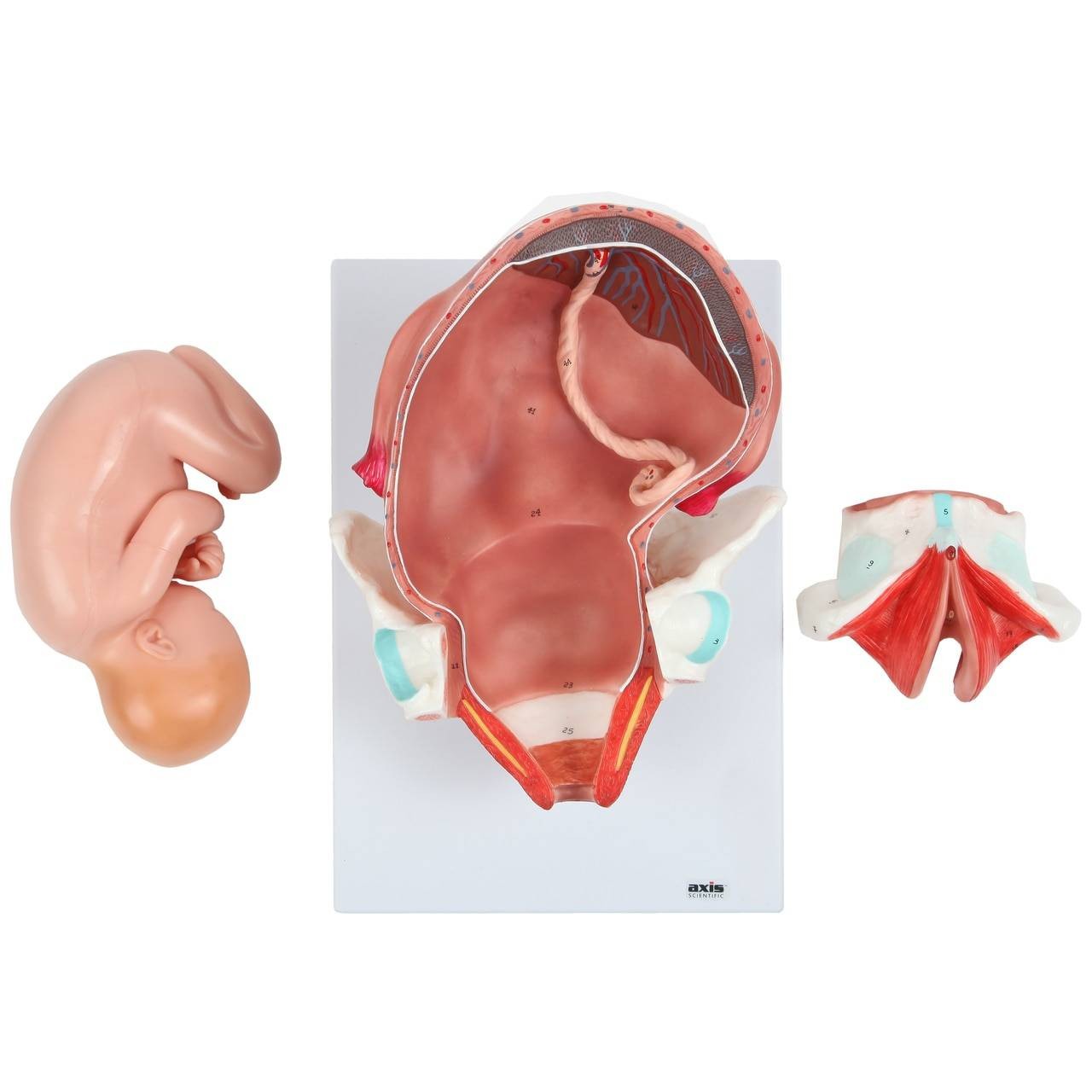 Axis Scientific 3-Stage Childbirth Process, Set of 3 Models | Anatomy ...