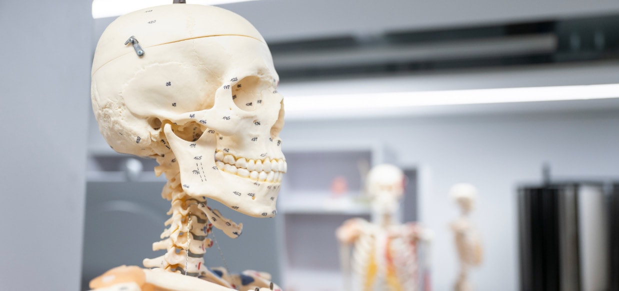 FAQs About Real Human Skeletons & Skeleton Models - Anatomy Warehouse