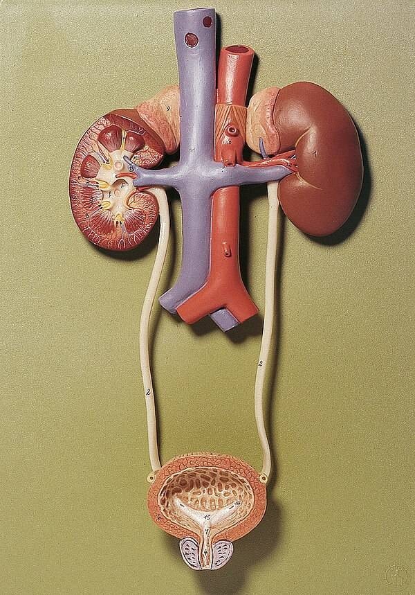Denoyer-Geppert Free Standing Urinary System Anatomy Model | Anatomy ...