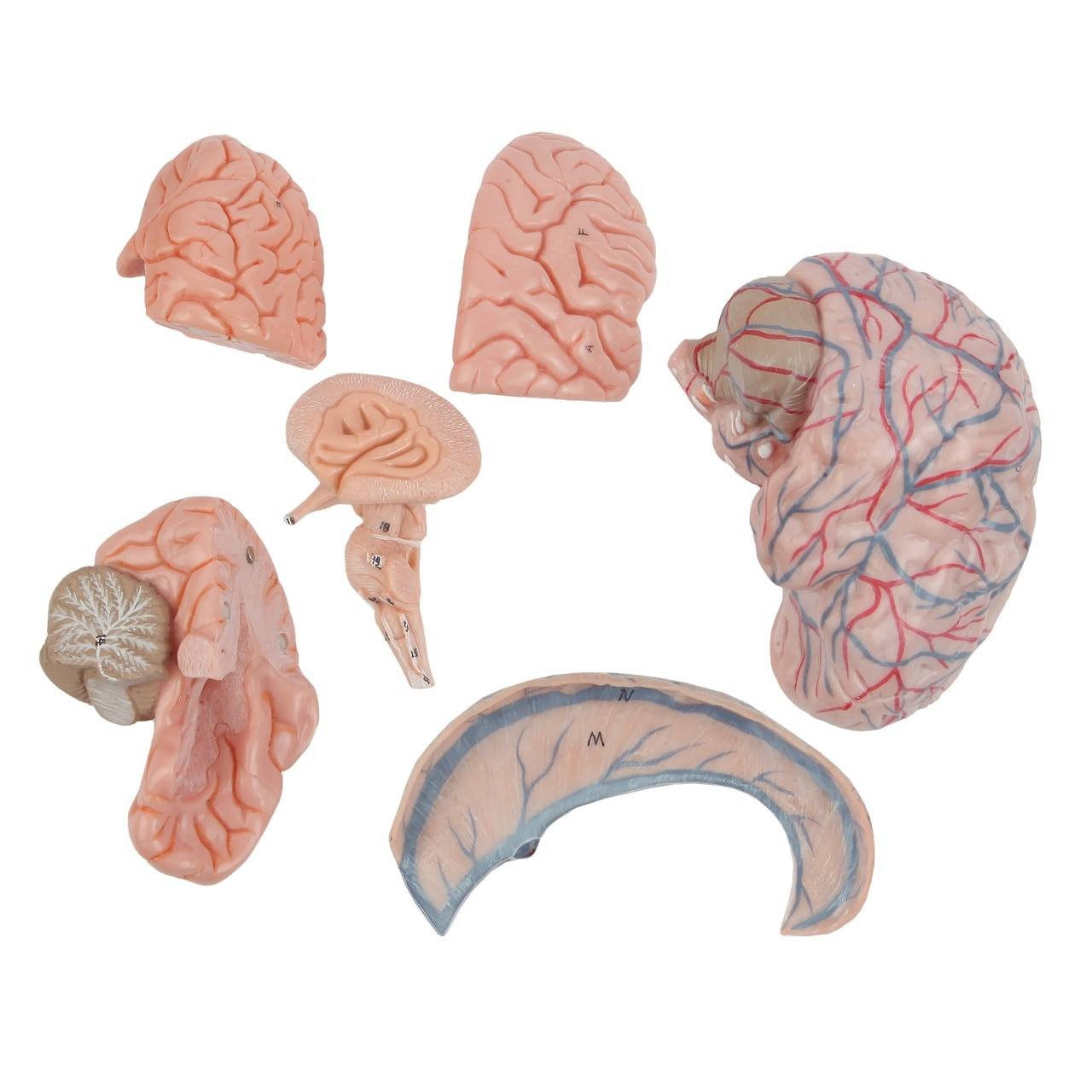 Axis Scientific Head and Neck Muscle Model | Anatomy Warehouse