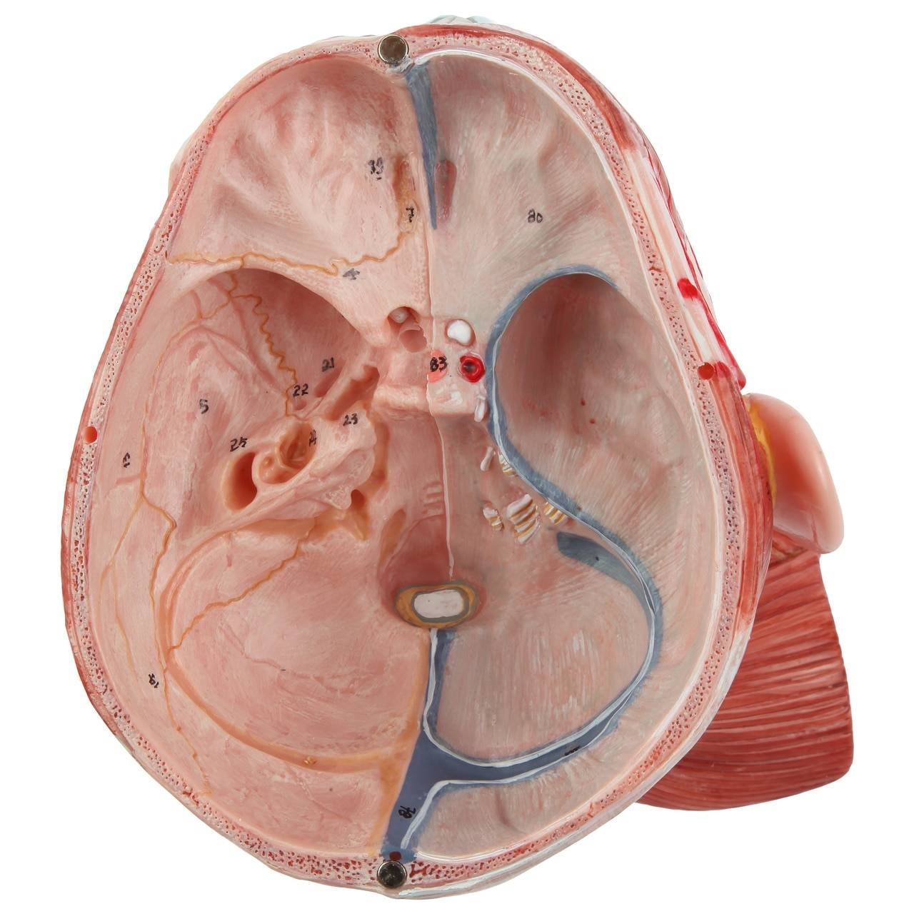 Axis Scientific Head and Neck Muscle Model | Anatomy Warehouse