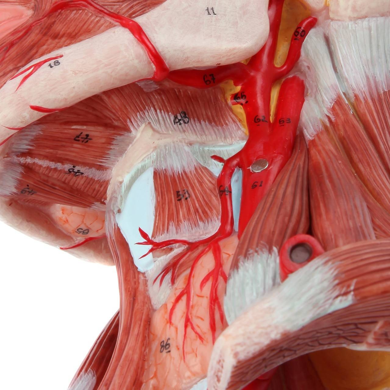 Axis Scientific Head and Neck Muscle Model | Anatomy Warehouse