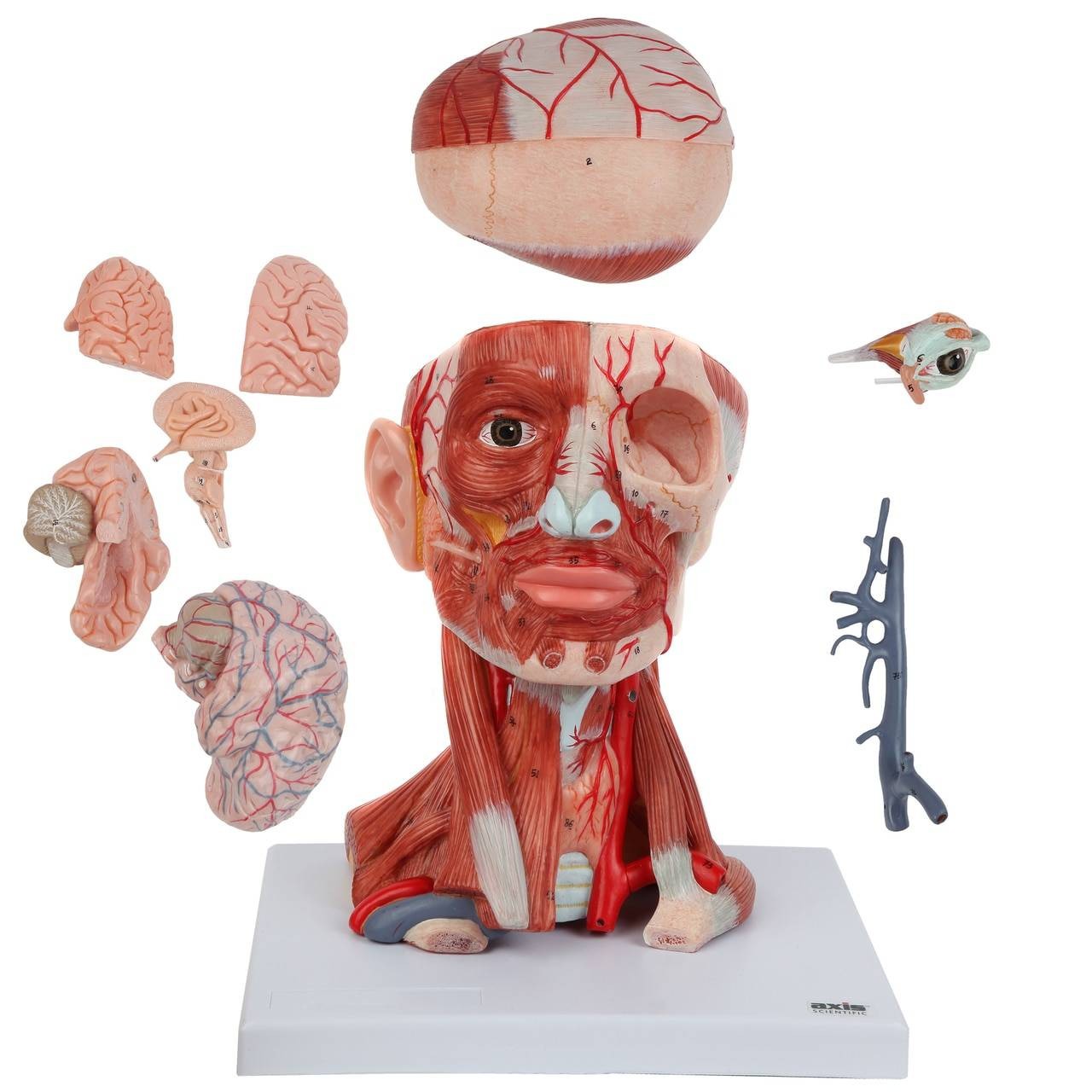 Axis Scientific Head and Neck Muscle Model | Anatomy Warehouse
