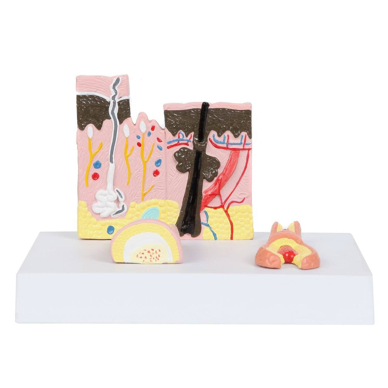 Integumentary System Anatomical Models for Education & Medical Study ...