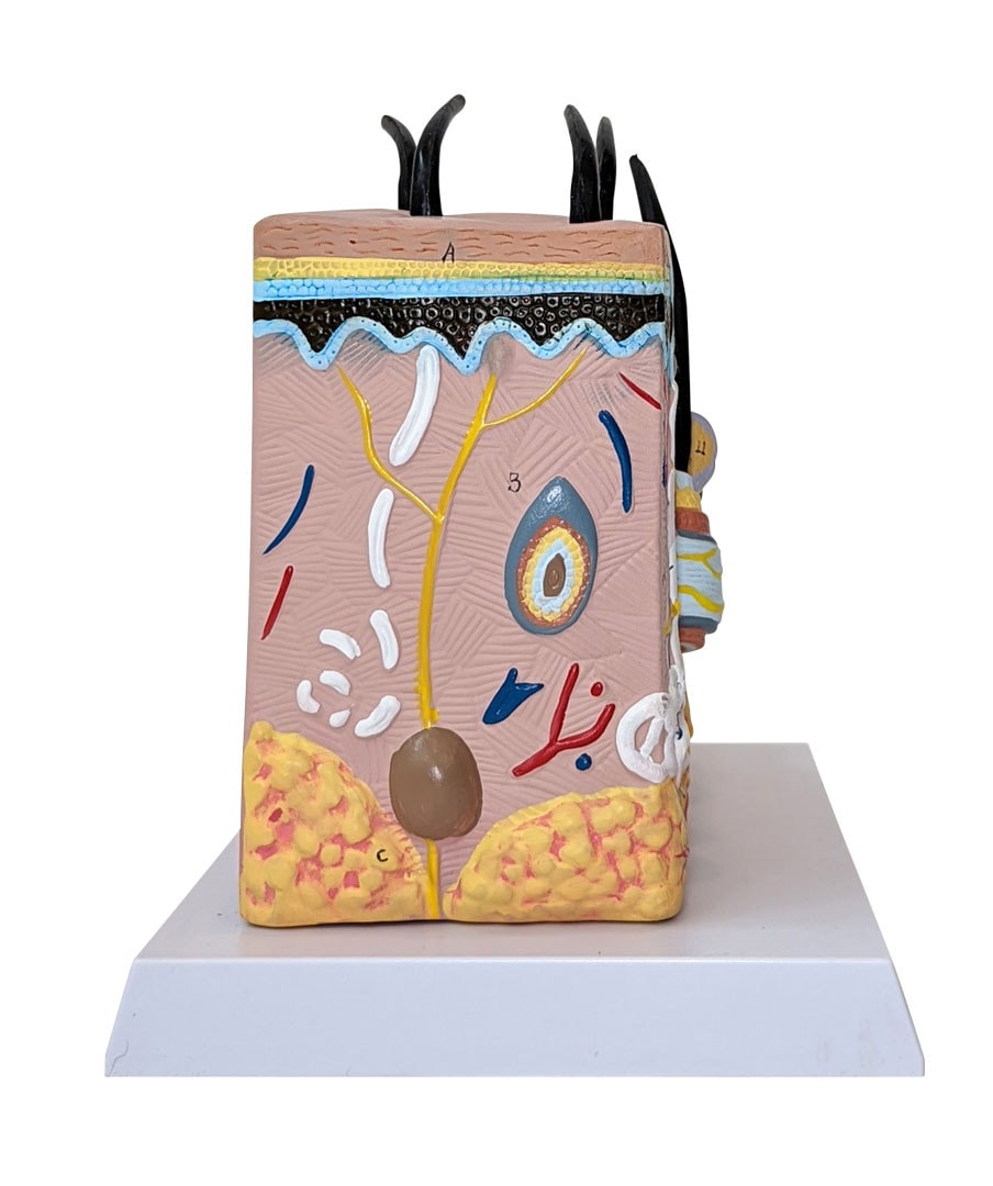 Integumentary System Anatomical Models for Education & Medical Study ...