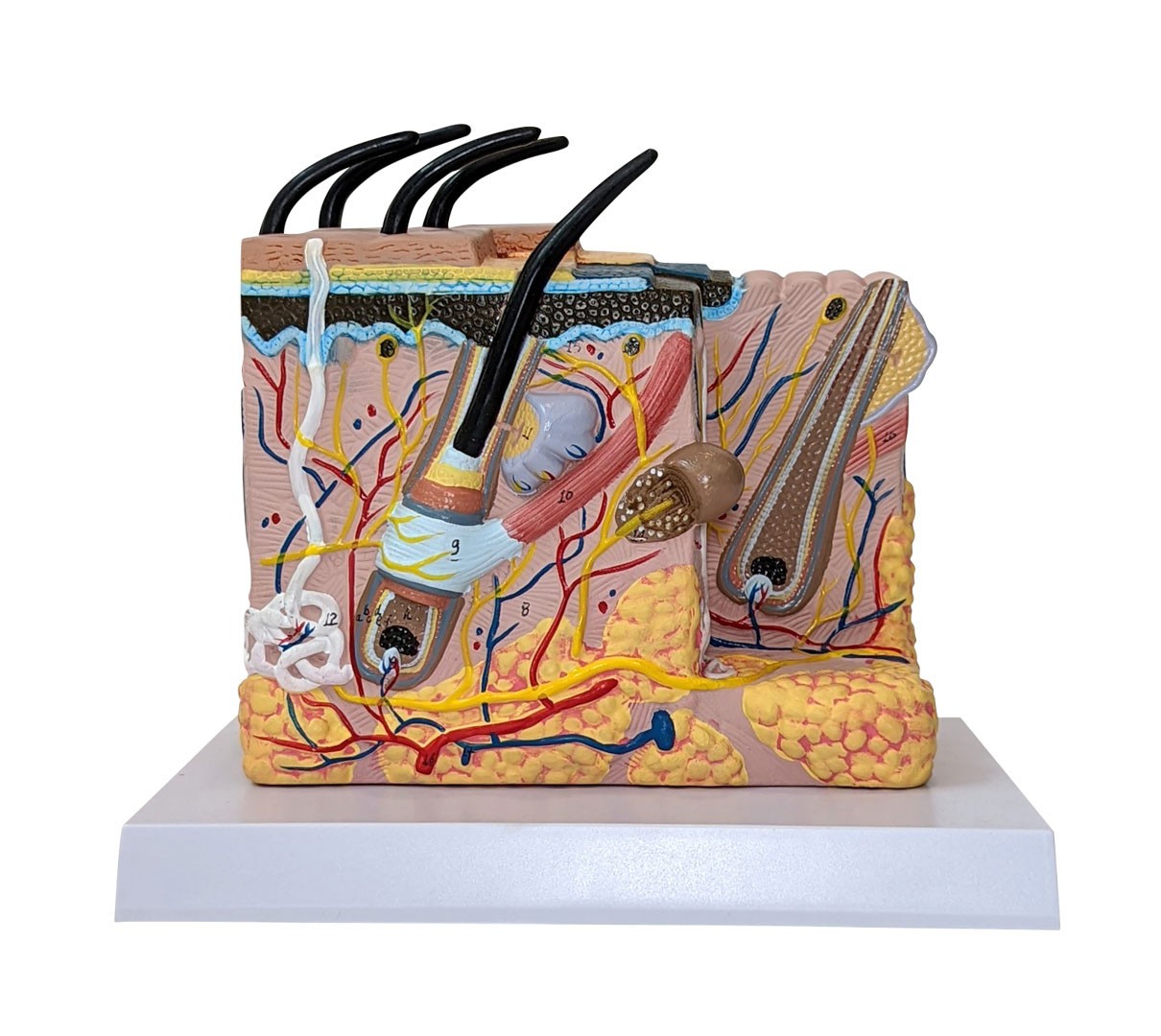 Integumentary System Anatomical Models for Education & Medical Study ...