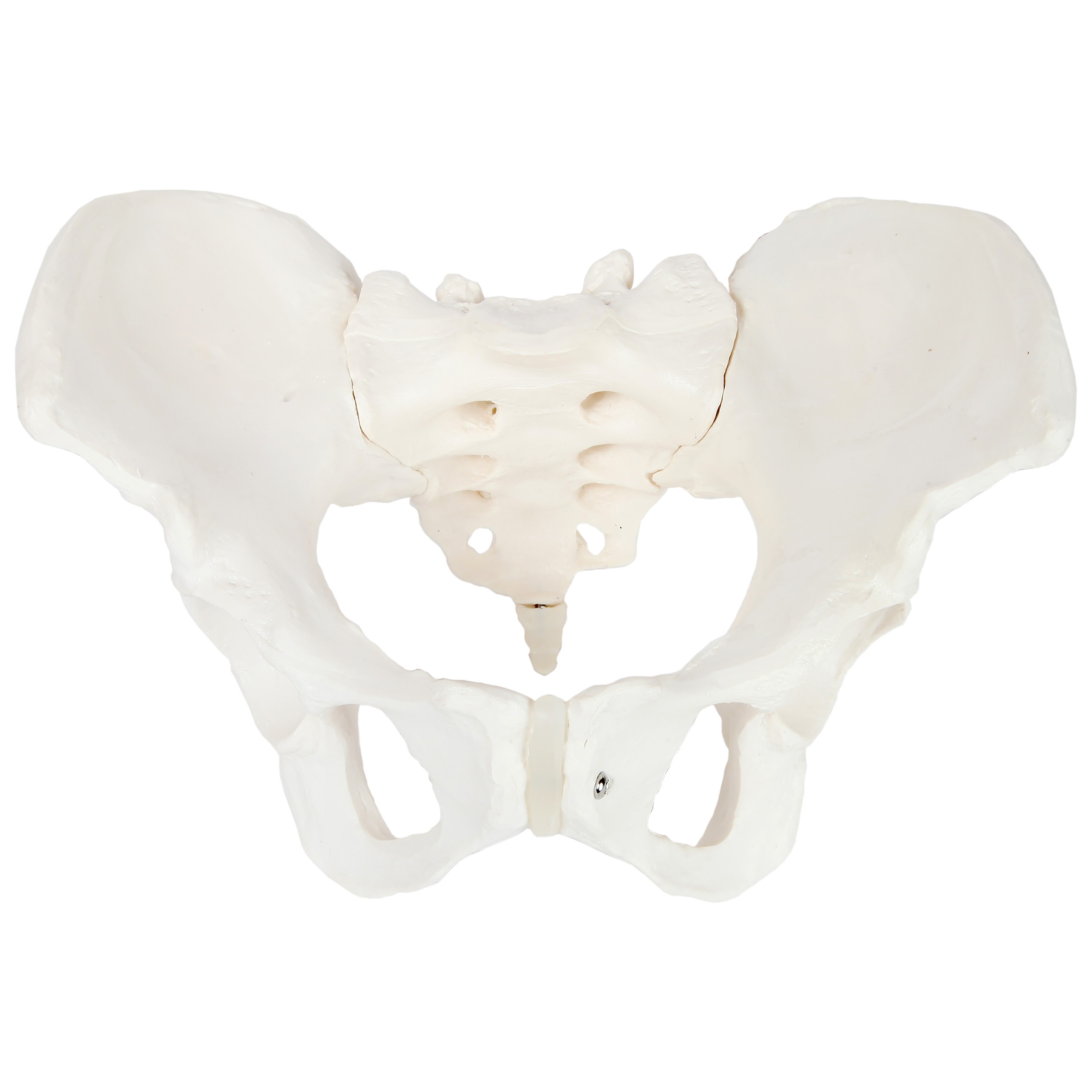 Axis Scientific Female Pelvis Set - Fixed and Articulating Anatomy ...