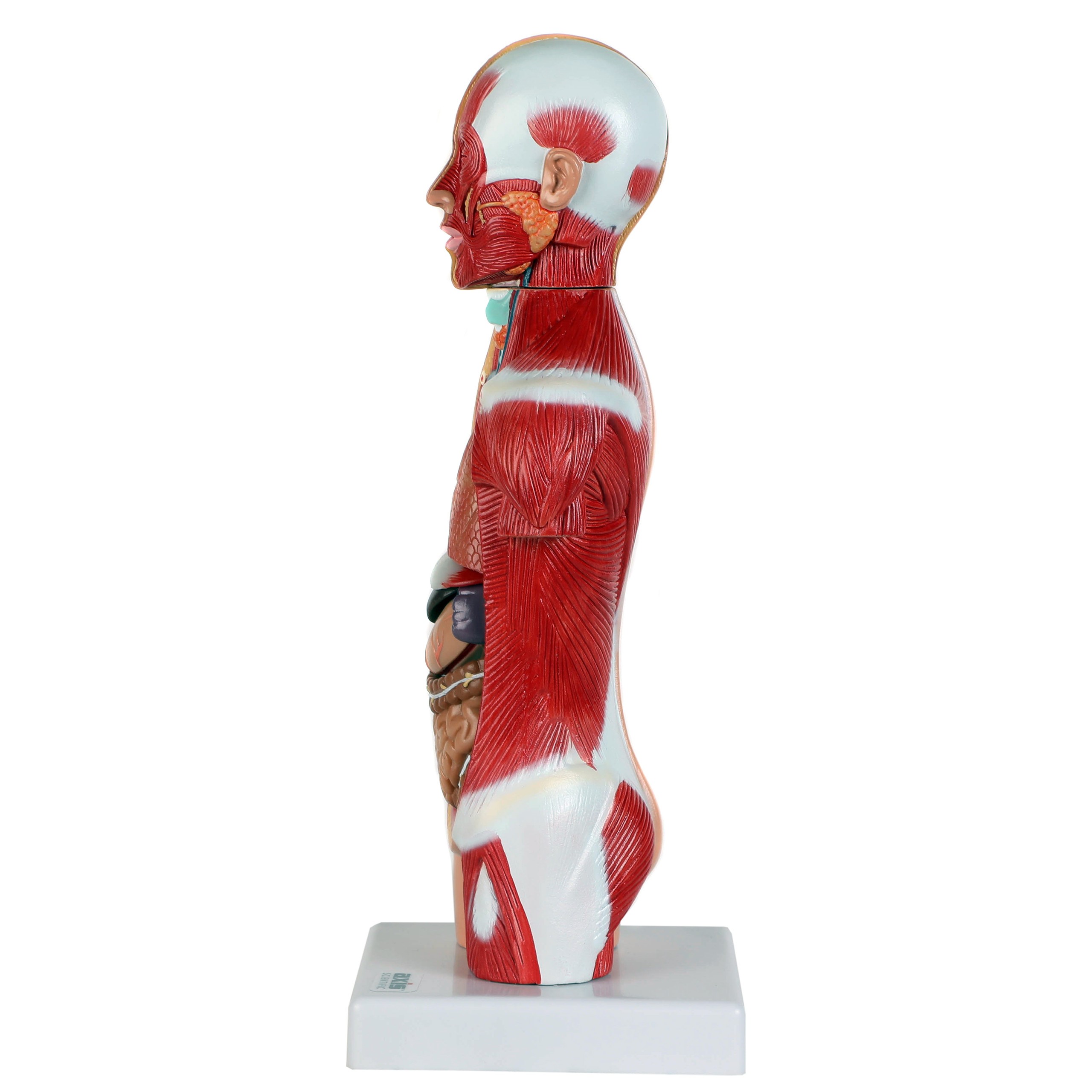 Axis Scientific 14-Part Micro Torso Anatomy Model | Anatomy Warehouse