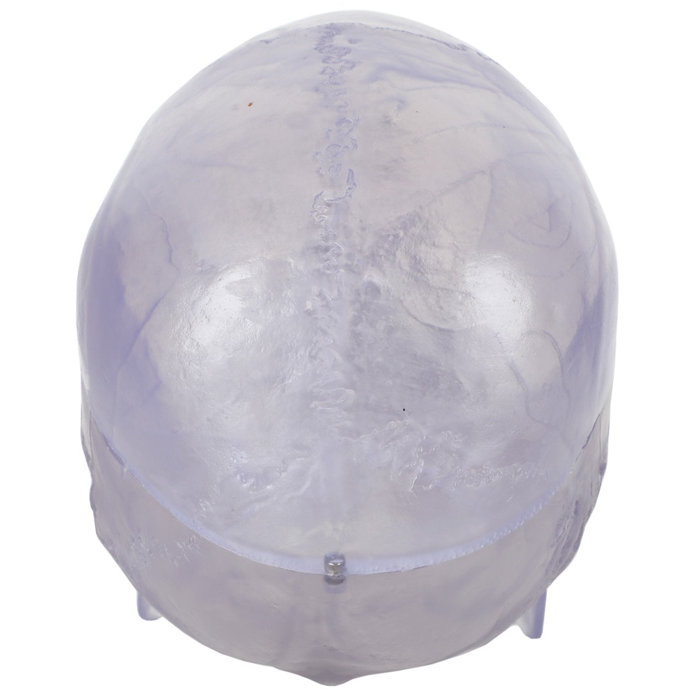 Rudiger Anatomie Premium Painted and Numbered 4-Part Skull | Anatomy ...