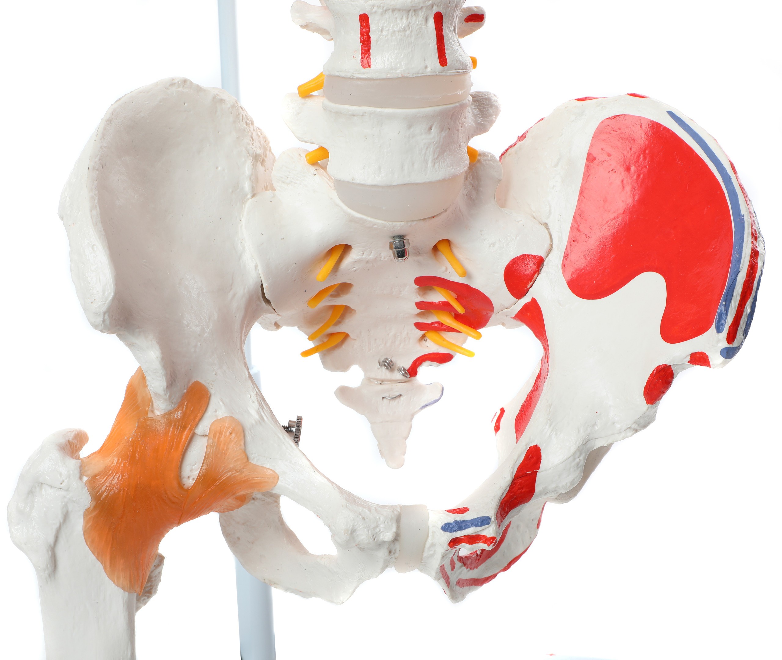 Axis Scientific Life-Size Skeletal Human Torso with Glenohumeral and ...