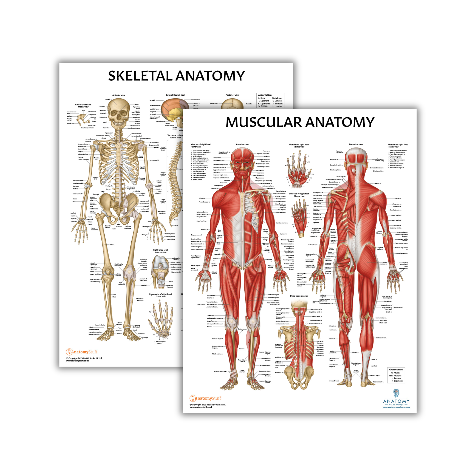 Anatomy Lab Skeletal and Muscular System Laminated Poster Set | Anatomy ...