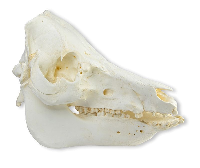 Erler-Zimmer Pig (Sus scrofa domesticus) Skull of Domestic Pig ...