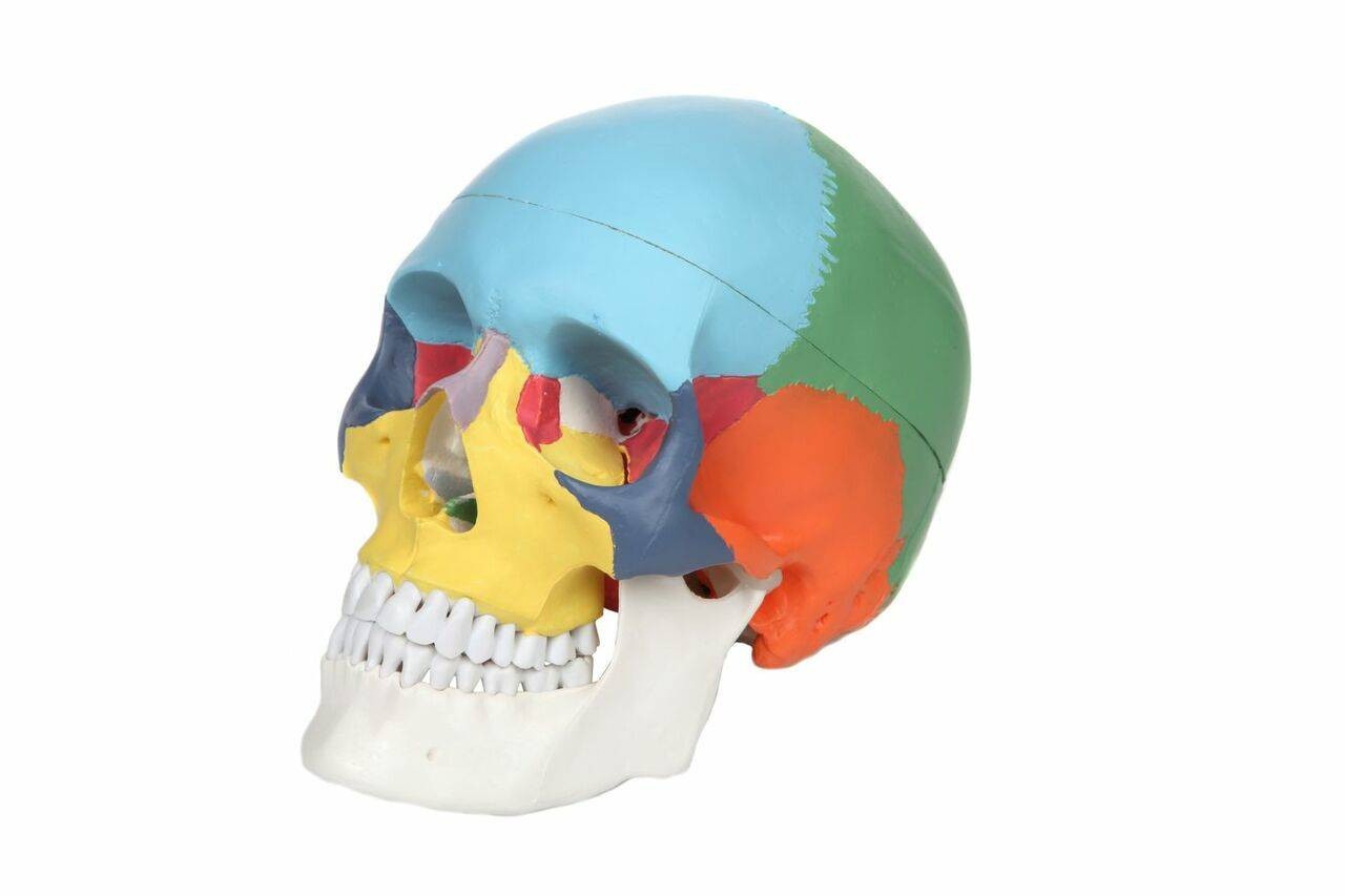 Axis Scientific 3-Part Life-Size Didactic Human Skull Anatomy Model ...